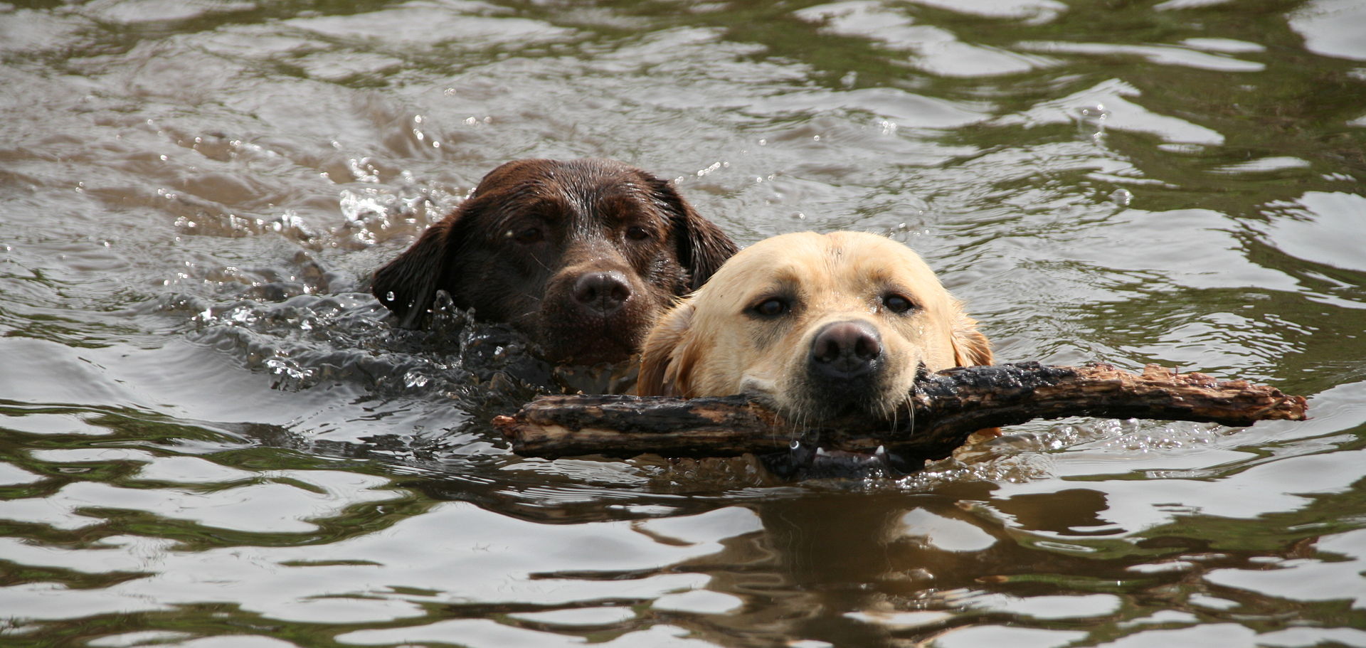 Labrador Retriever, quale pettorina scegliere. Misure e modelli consigliati